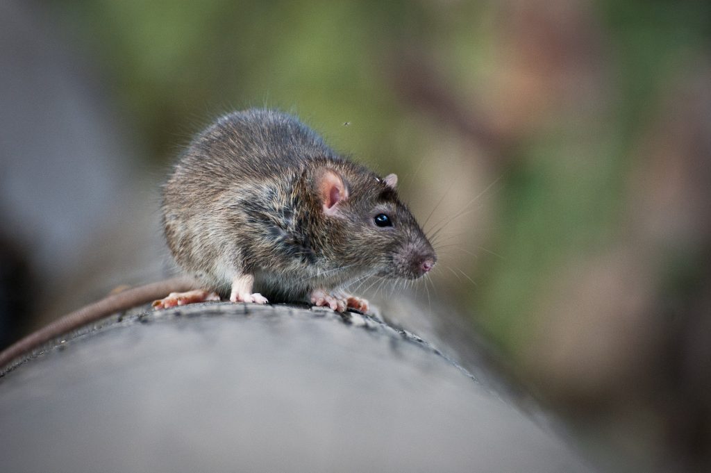 Hawaii Wildlife Removal Services | Sandwich Isle Pest Solutions