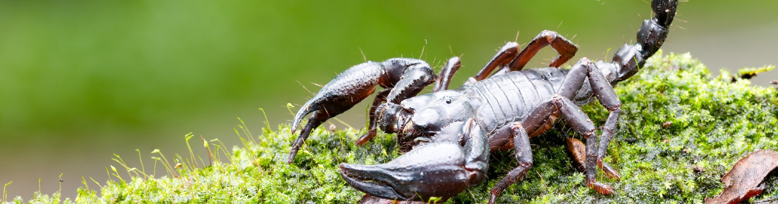 How Can I Get Rid of Scorpions in My Honolulu, HI Home? | Sandwich Isle