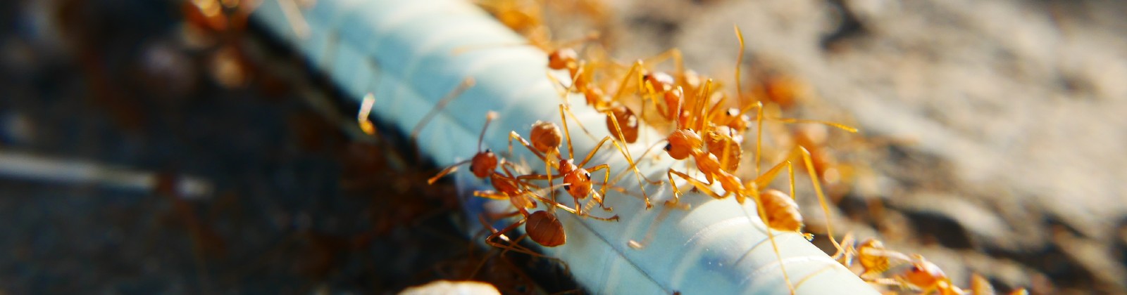 What are Ants? | Sandwich Isle Pest Solutions