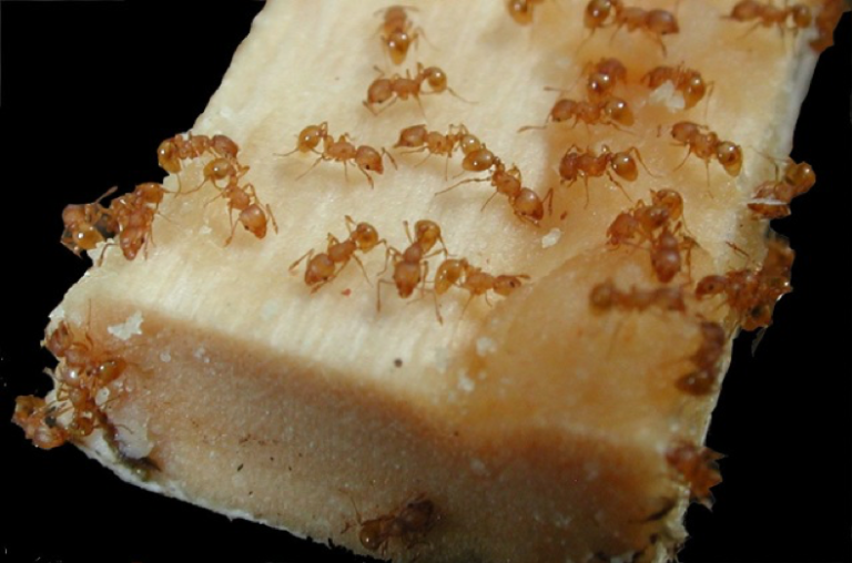 What are Ants? | Sandwich Isle Pest Solutions