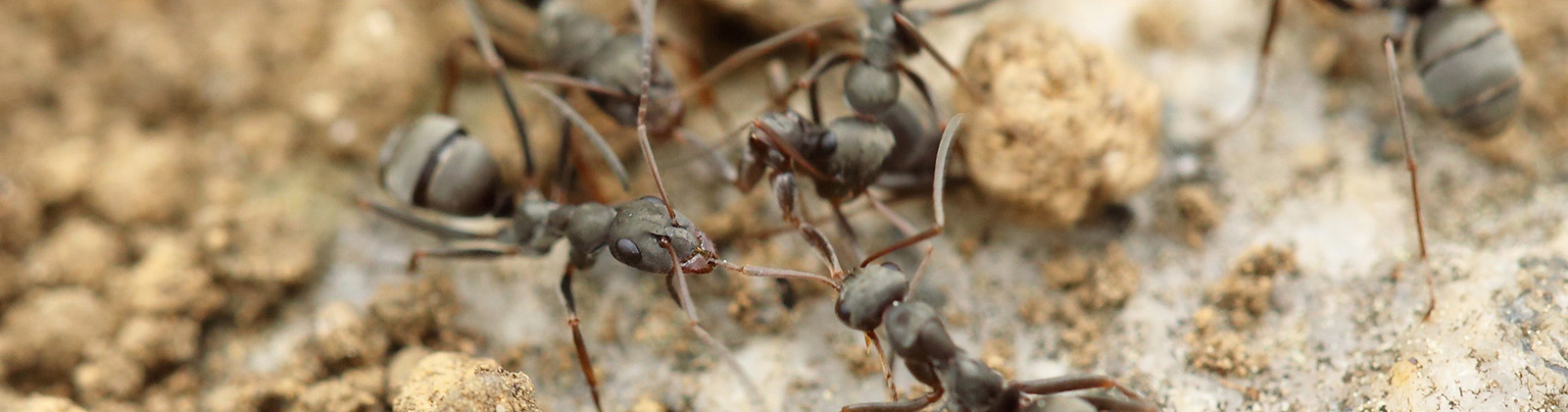 Ant Control - Sandwich Isle Pest Solutions | Hawaii Exterminator