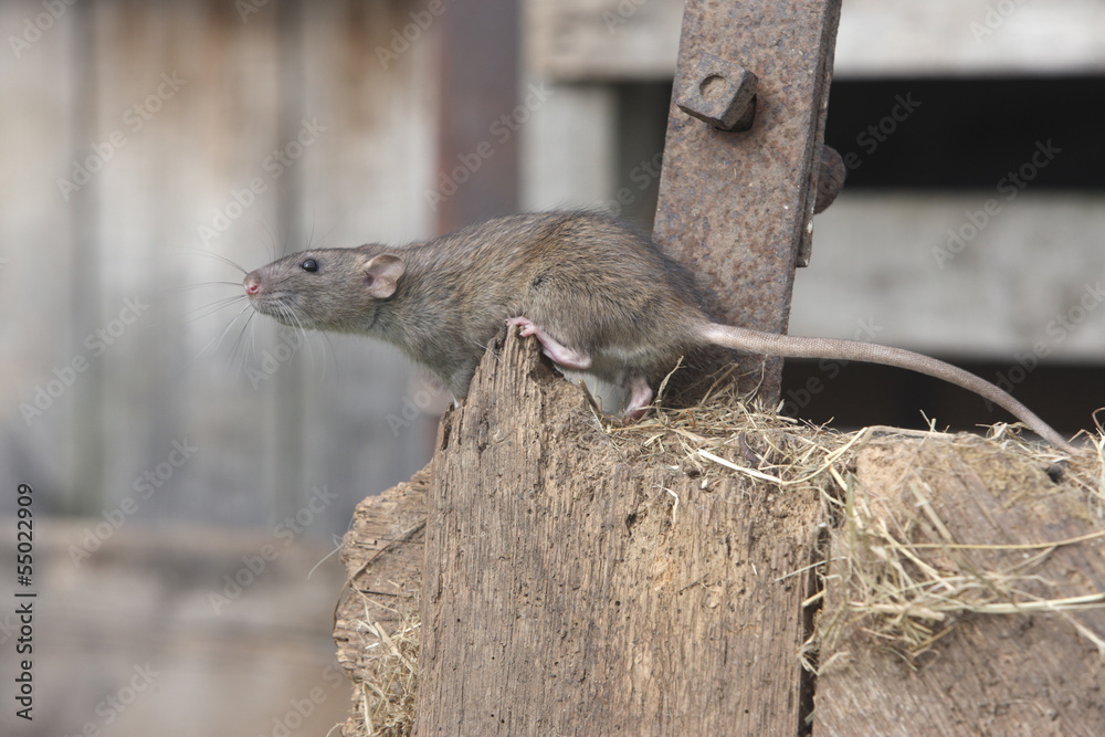 Hawaii Rodent Control | Sandwich Isle Pest Solutions