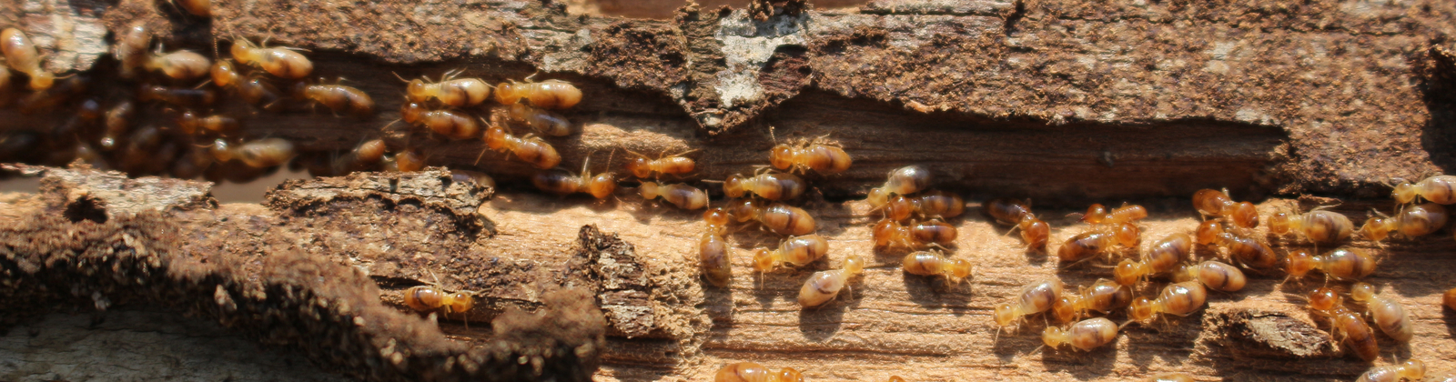 How To Identify A Termite Infestation | Sandwich Isle Pest Solutions