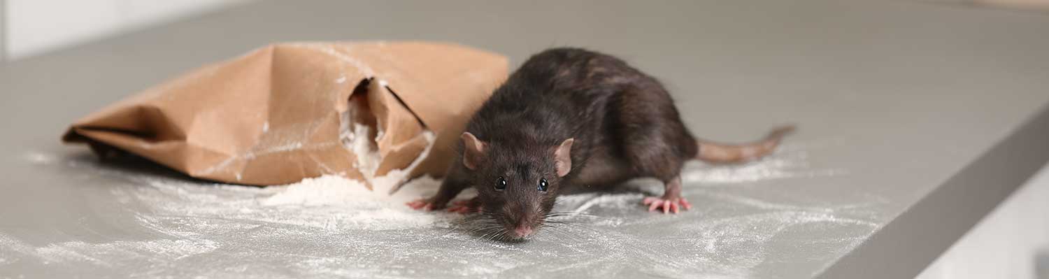 Hawaii Rodent Control | Sandwich Isle Pest Solutions