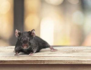 Hawaii Rodent Control | Sandwich Isle Pest Solutions