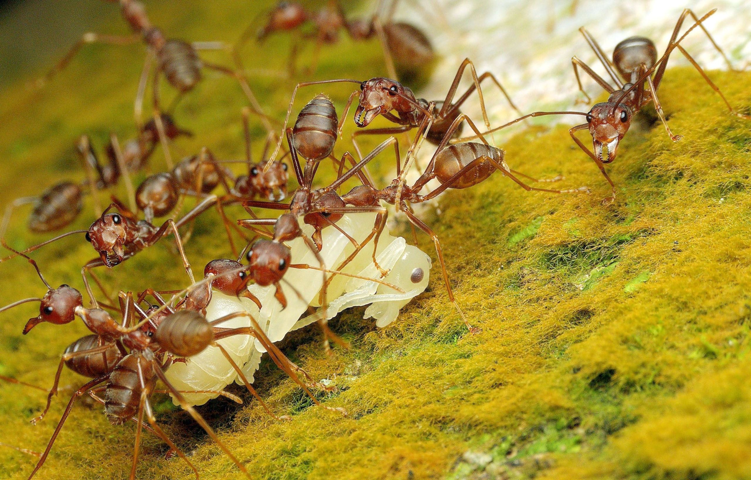 Are Pharaoh Ants In Honolulu Dangerous? - Sandwich Isle Pest Solutions