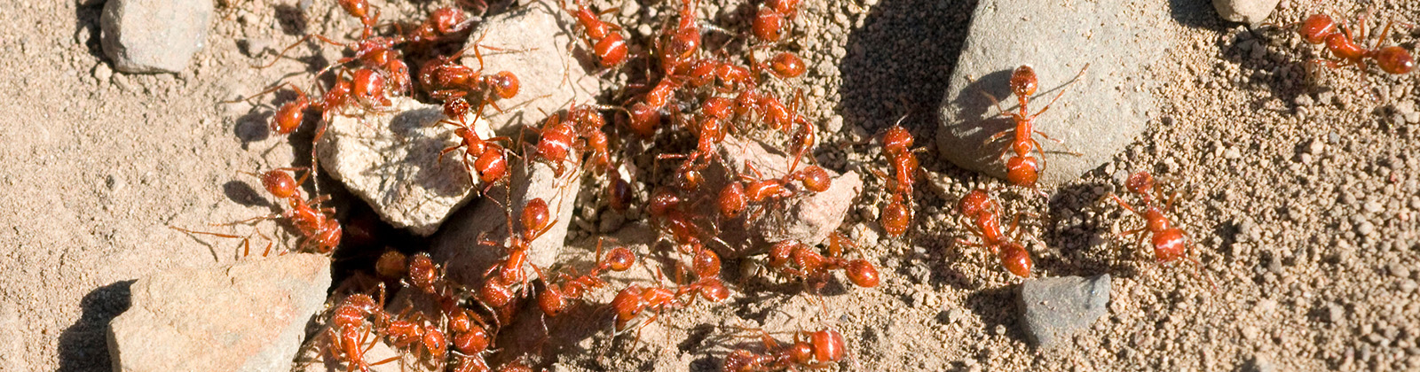 How to Get Rid of Fire Ants