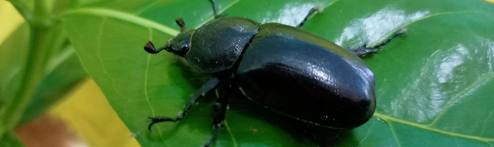 What are Mongooses? | Sandwich Isle