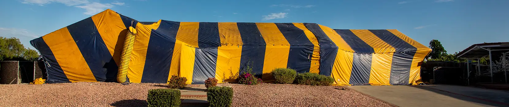 How Drywood Termite Fumigation Services Work