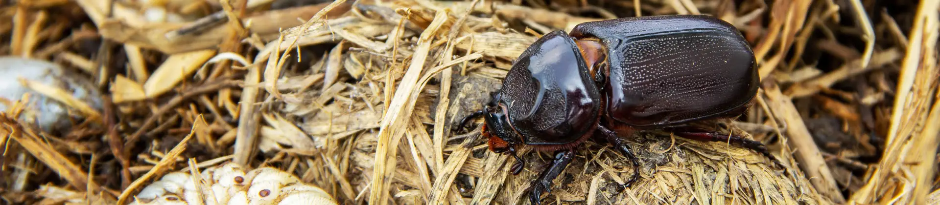 Coconut Rhinoceros Beetle Control | CRB Exterminators