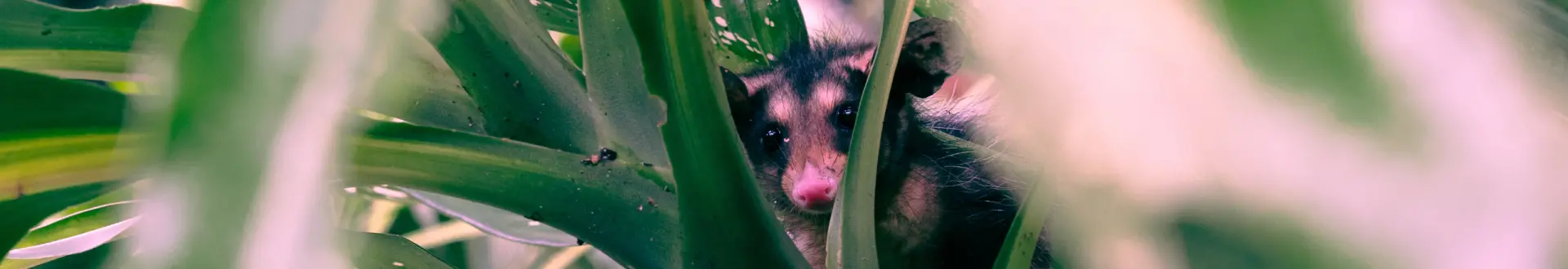 Green Pest Control Services | Sandwich Isle Pest Solutions