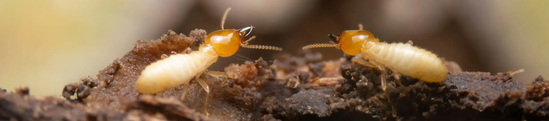 Heat Treatment for Termites | Termite Pest Control